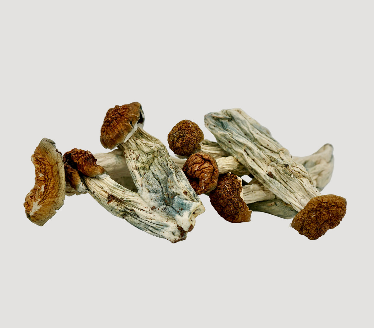 EDEN Hillbilly Pumpkin Magic Mushrooms – Eden